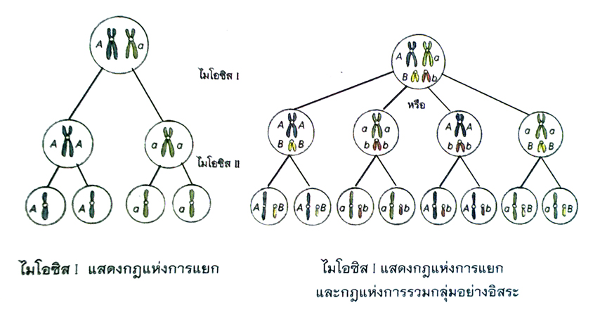 Biology By Savit เฉลยคำถามท้ายบทที่ 15 การถ่ายทอดทางพันธุกรรม